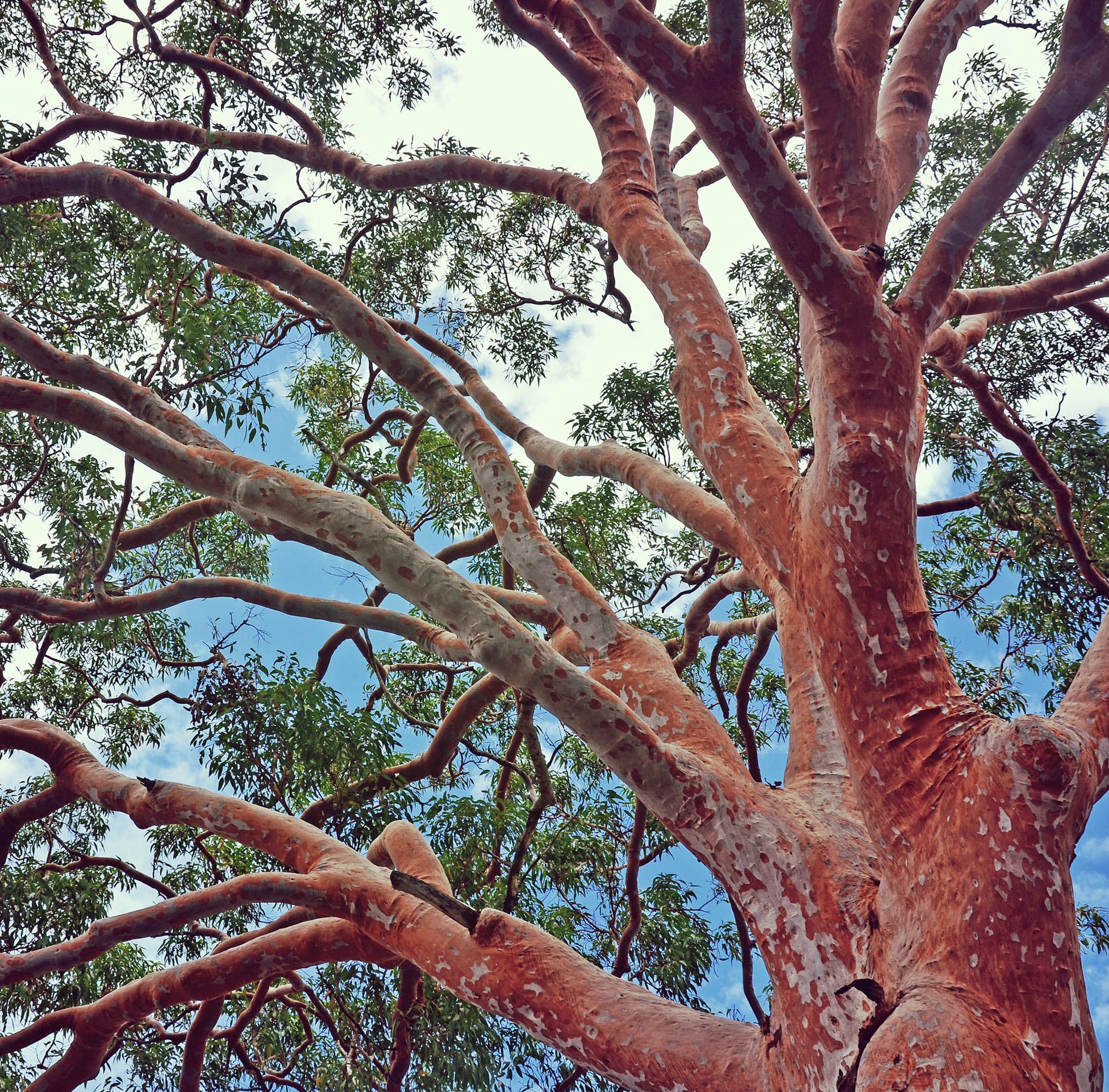 Tree Management Policy | Your Say Northern Beaches